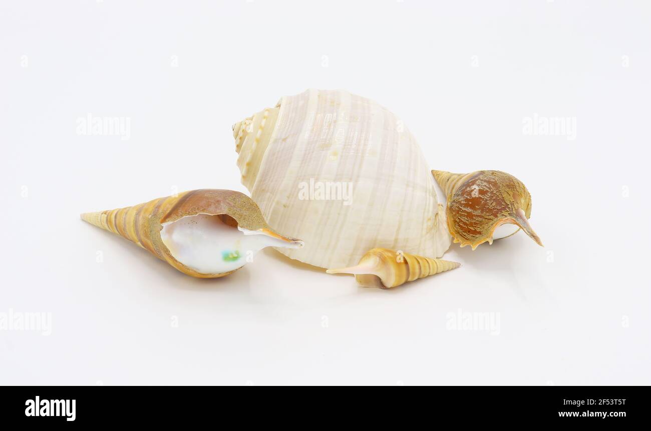 sea shells isolated on white background Stock Photo - Alamy