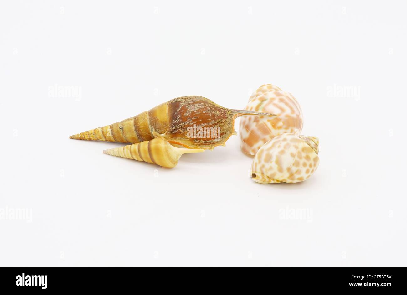 sea shells isolated on white background Stock Photo - Alamy