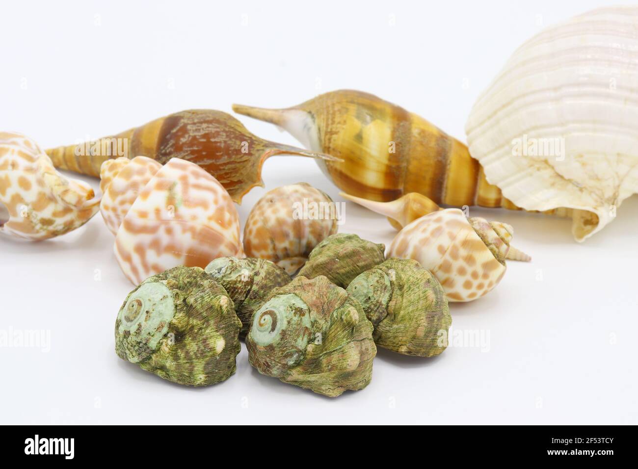 sea shells isolated on white background Stock Photo - Alamy