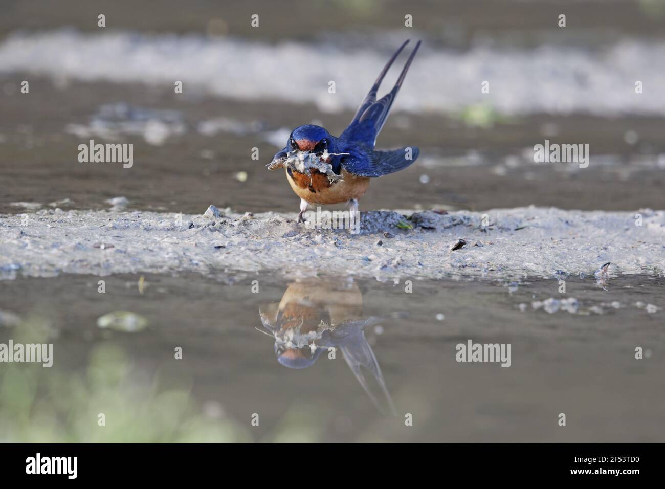 Collecting birds hi-res stock photography and images - Alamy