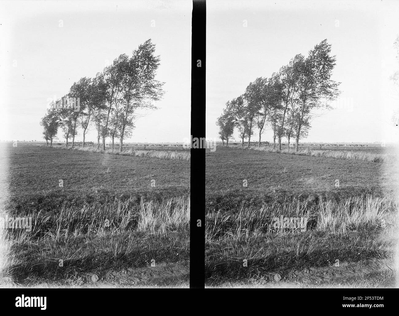 Rural landscape tree meadows Black and White Stock Photos & Images - Alamy