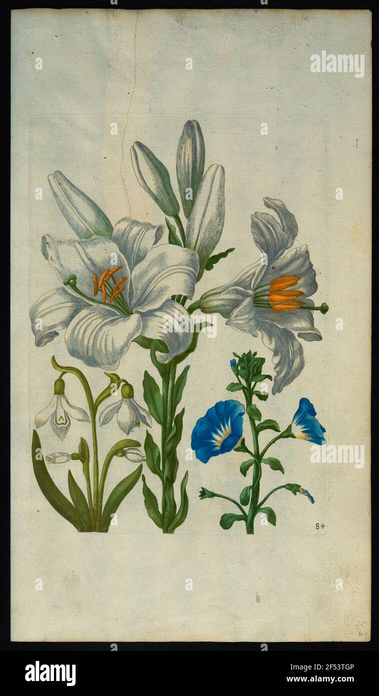 Snow white lilies hi-res stock photography and images - Alamy