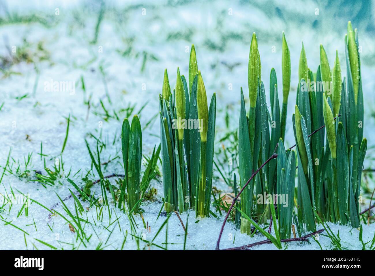 Winter in Ireland. Group of Daffodils flowers in light snow weather ...