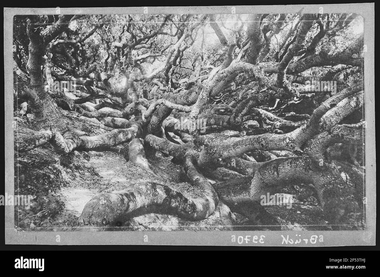 Oak trees leaves acorns Black and White Stock Photos & Images - Alamy