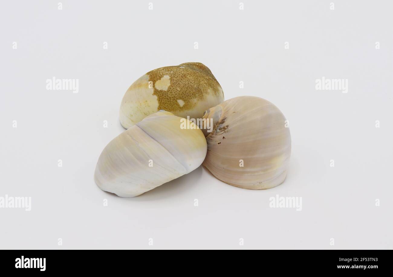 sea shells isolated on white background Stock Photo - Alamy