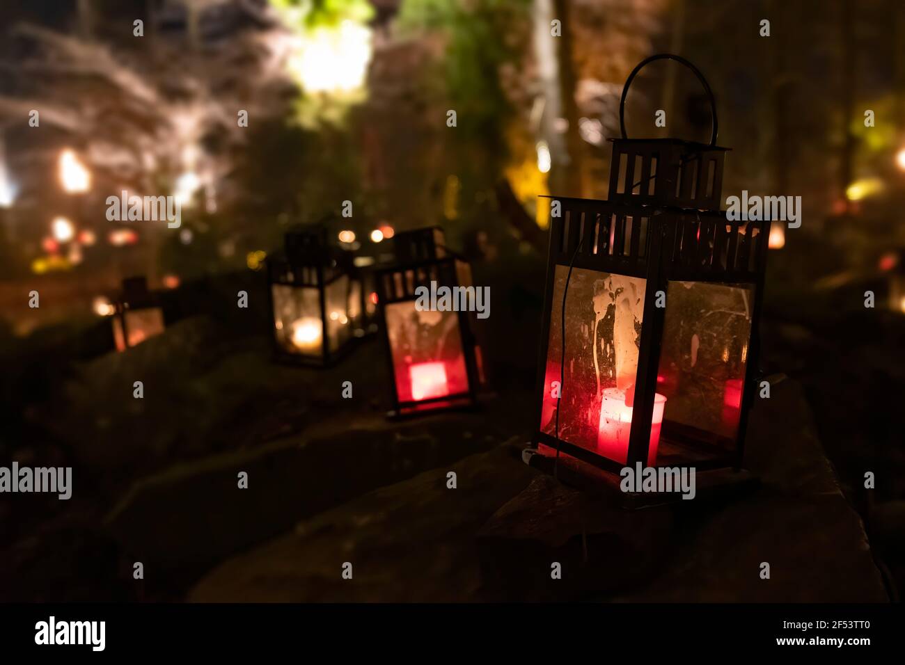 Lit Lantern Forest
