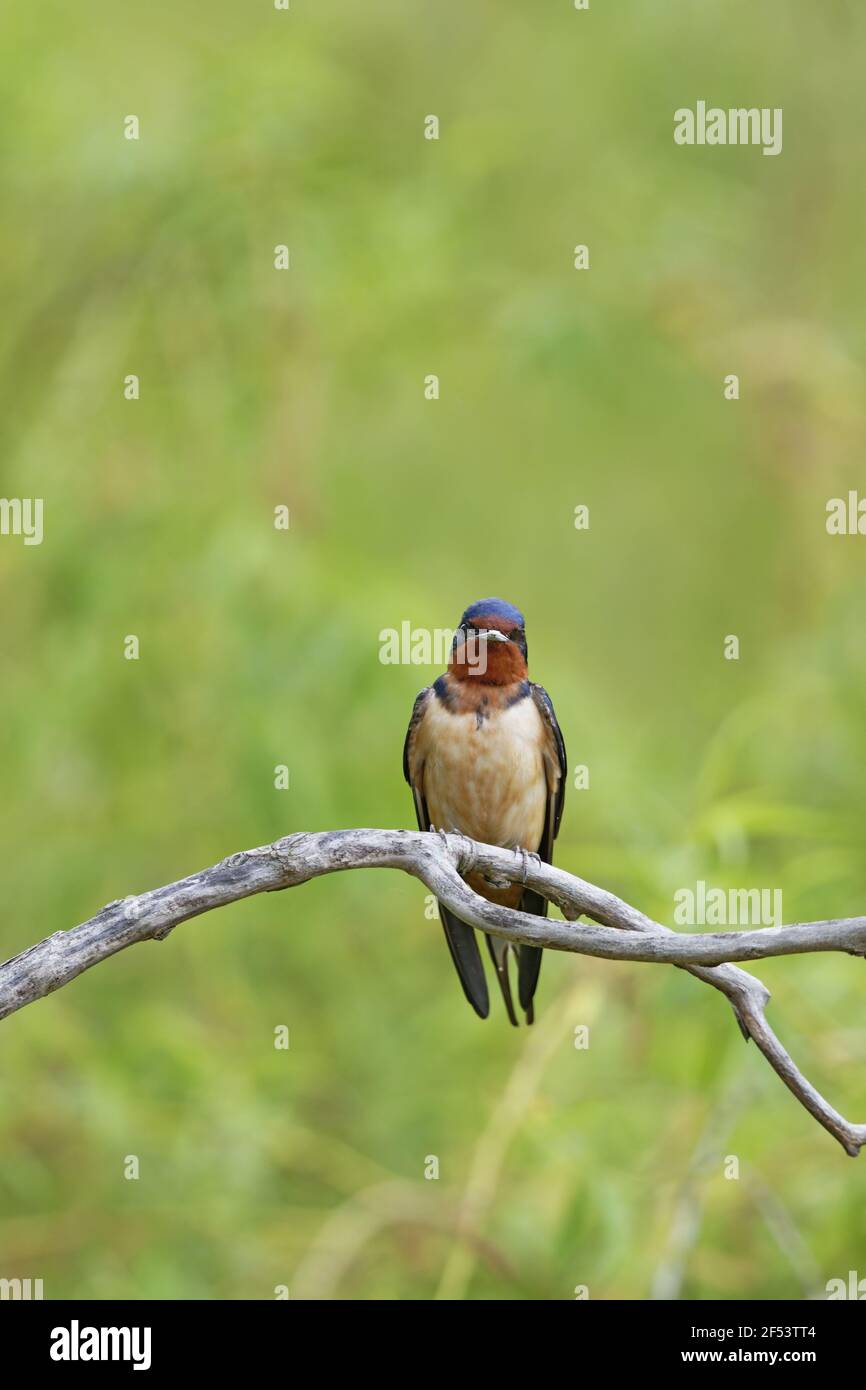 Barn swallow canada hi-res stock photography and images - Alamy