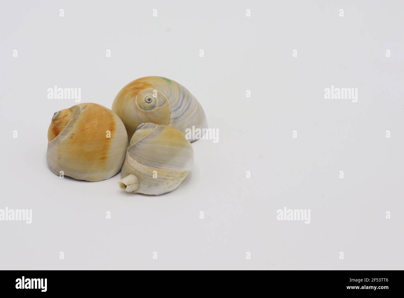 sea shells isolated on white background Stock Photo - Alamy