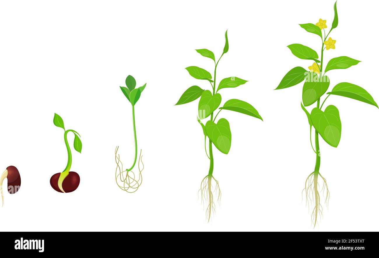 Stages of plant growth on white background Stock Vector Image & Art - Alamy