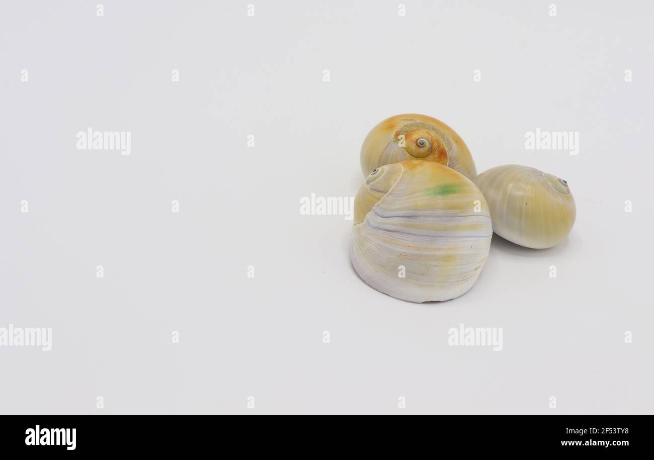 sea shells isolated on white background Stock Photo - Alamy
