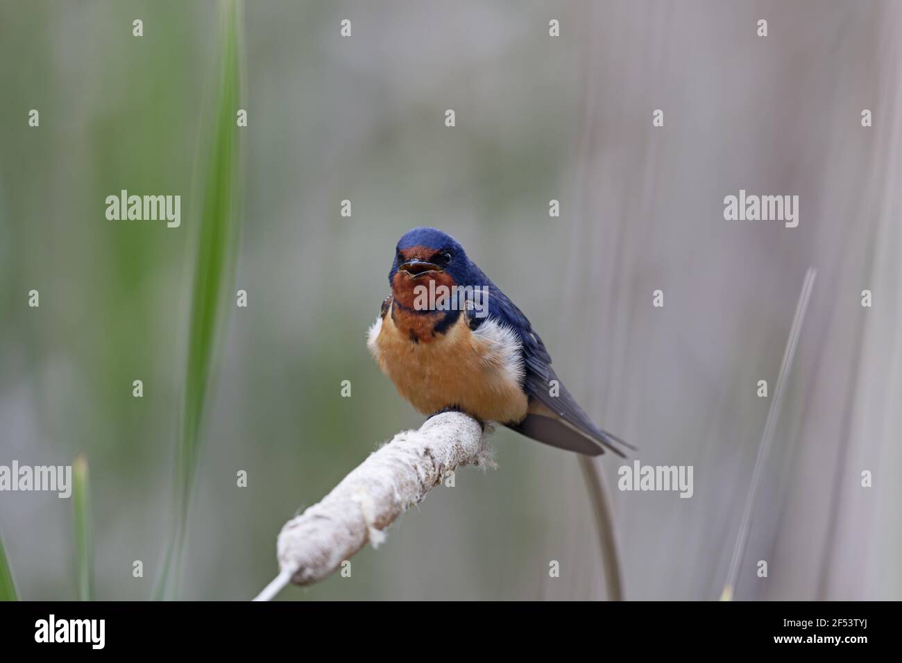 North american barn swallow hi-res stock photography and images - Alamy