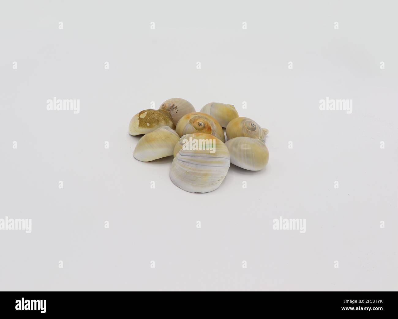 sea shells isolated on white background Stock Photo - Alamy