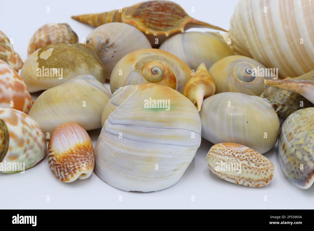 sea shells isolated on white background Stock Photo - Alamy