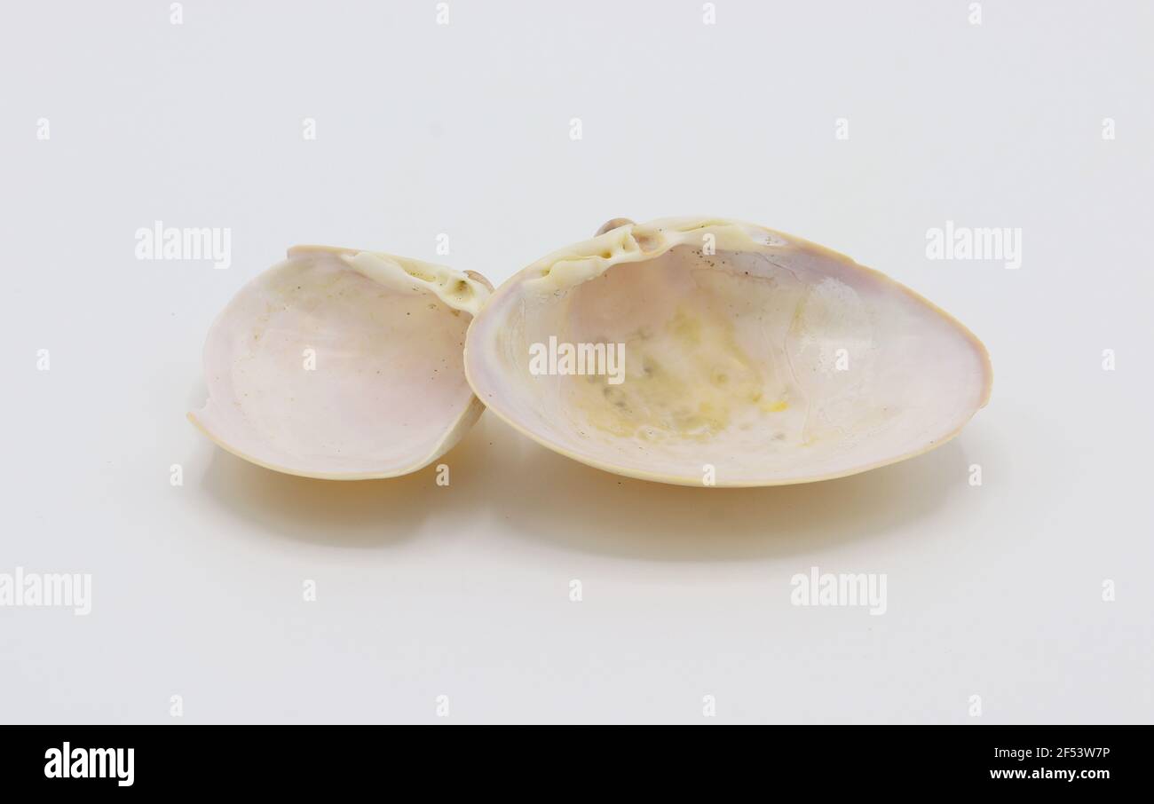 sea shells isolated on white background Stock Photo - Alamy