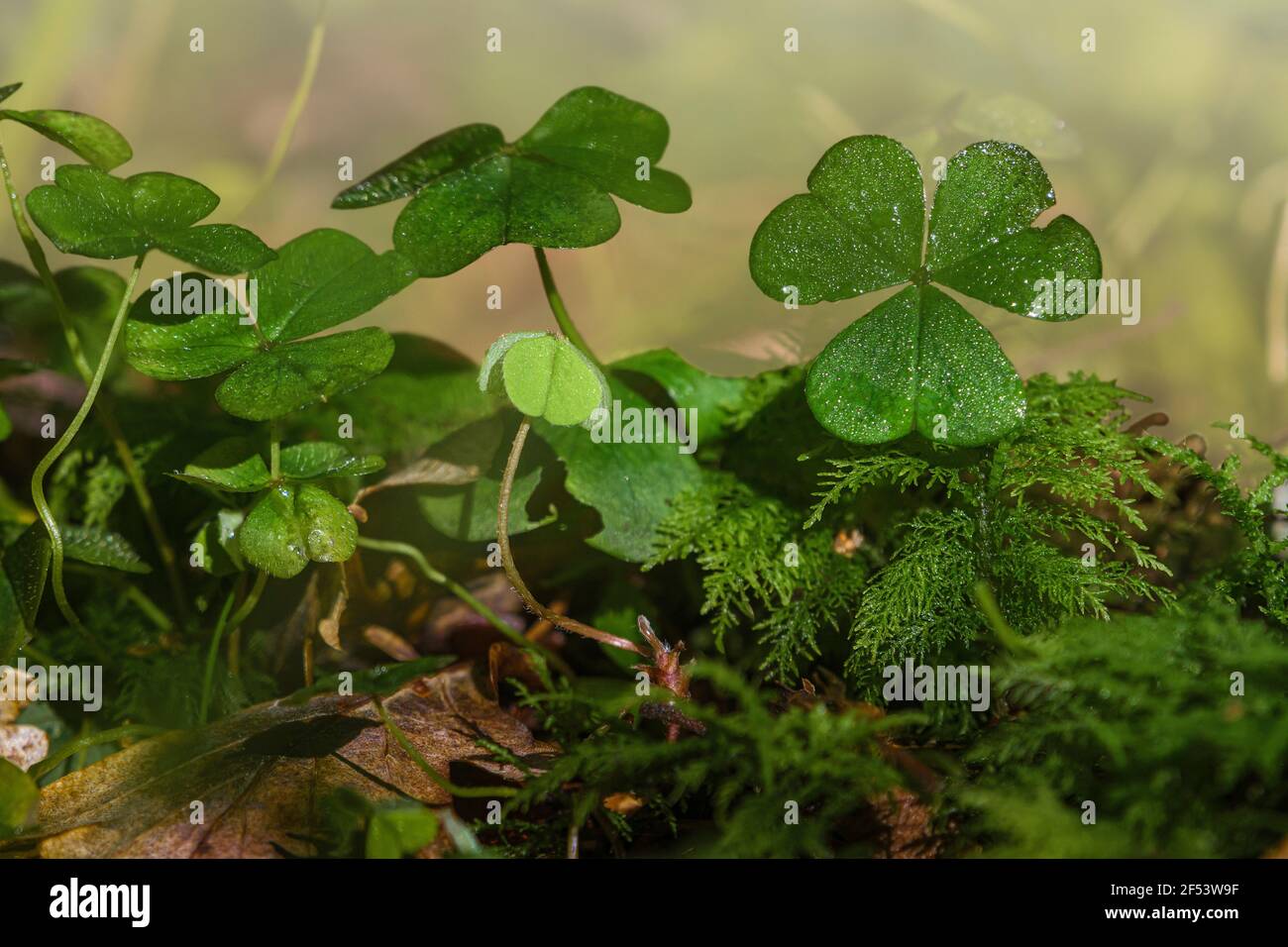 Close up of Irish shamrock at early spring just starting to break ...