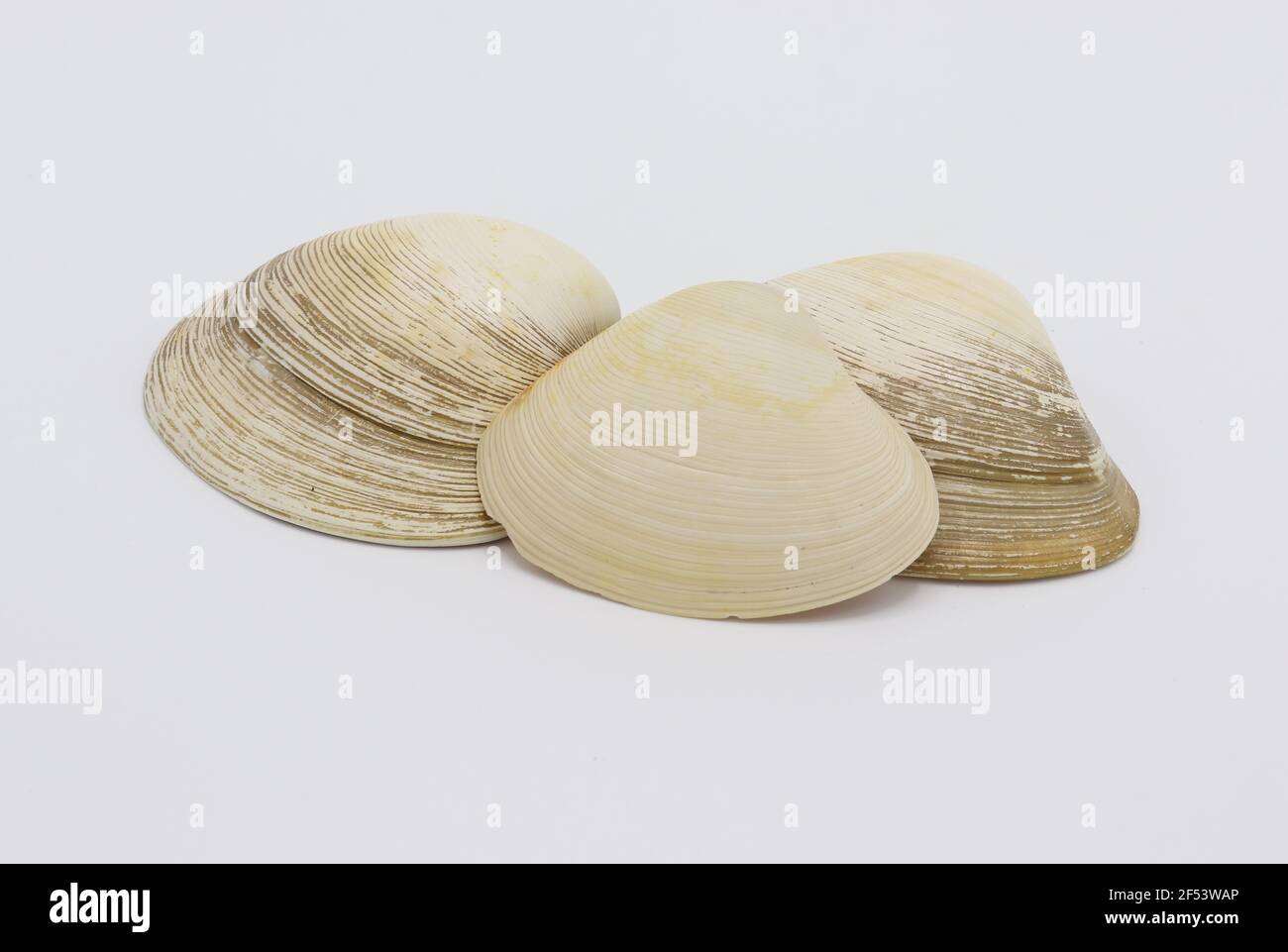 sea shells isolated on white background Stock Photo - Alamy