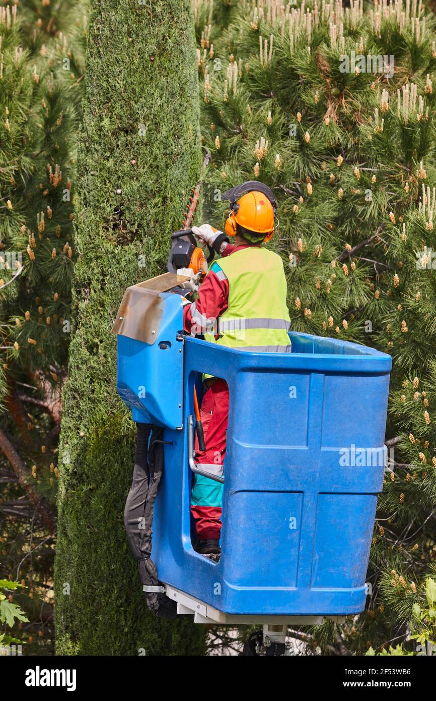 Gardener pruning a cypress tree on a crane with a chainsaw Stock Photo ...