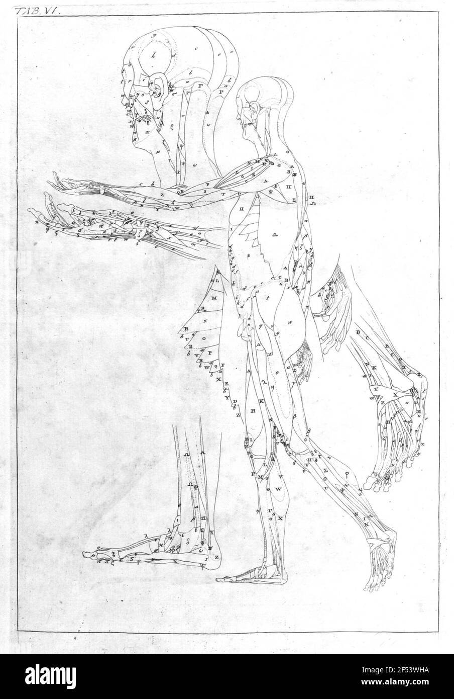 Muscles posture Black and White Stock Photos & Images - Alamy