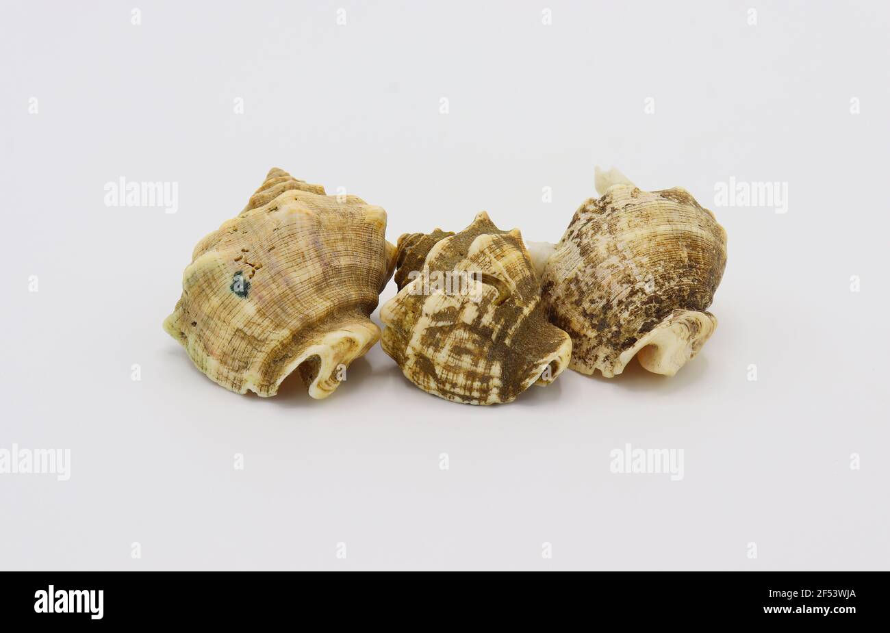 sea shells isolated on white background Stock Photo - Alamy