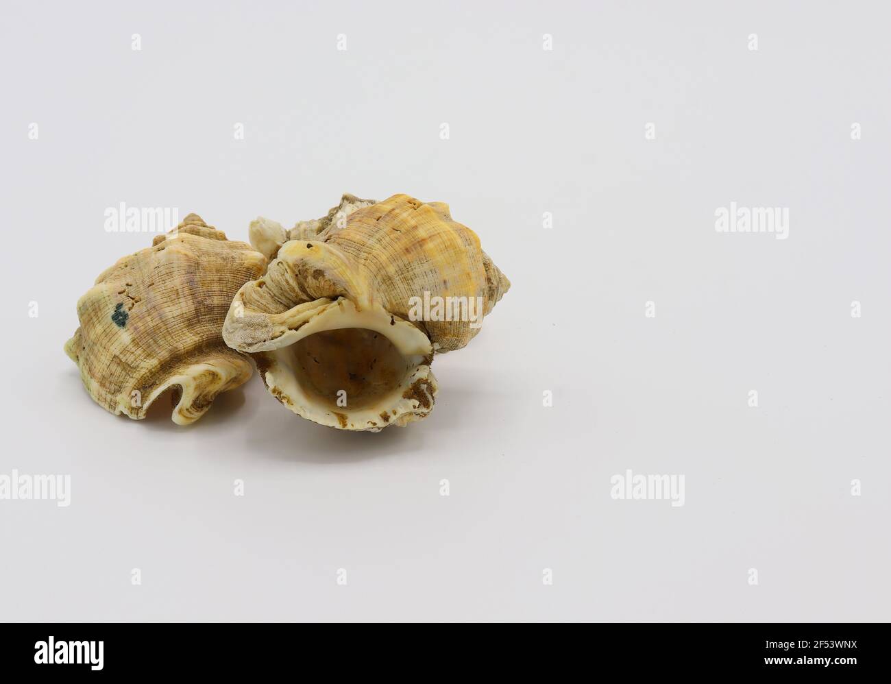 Seashell ocean sea shells hi-res stock photography and images - Alamy