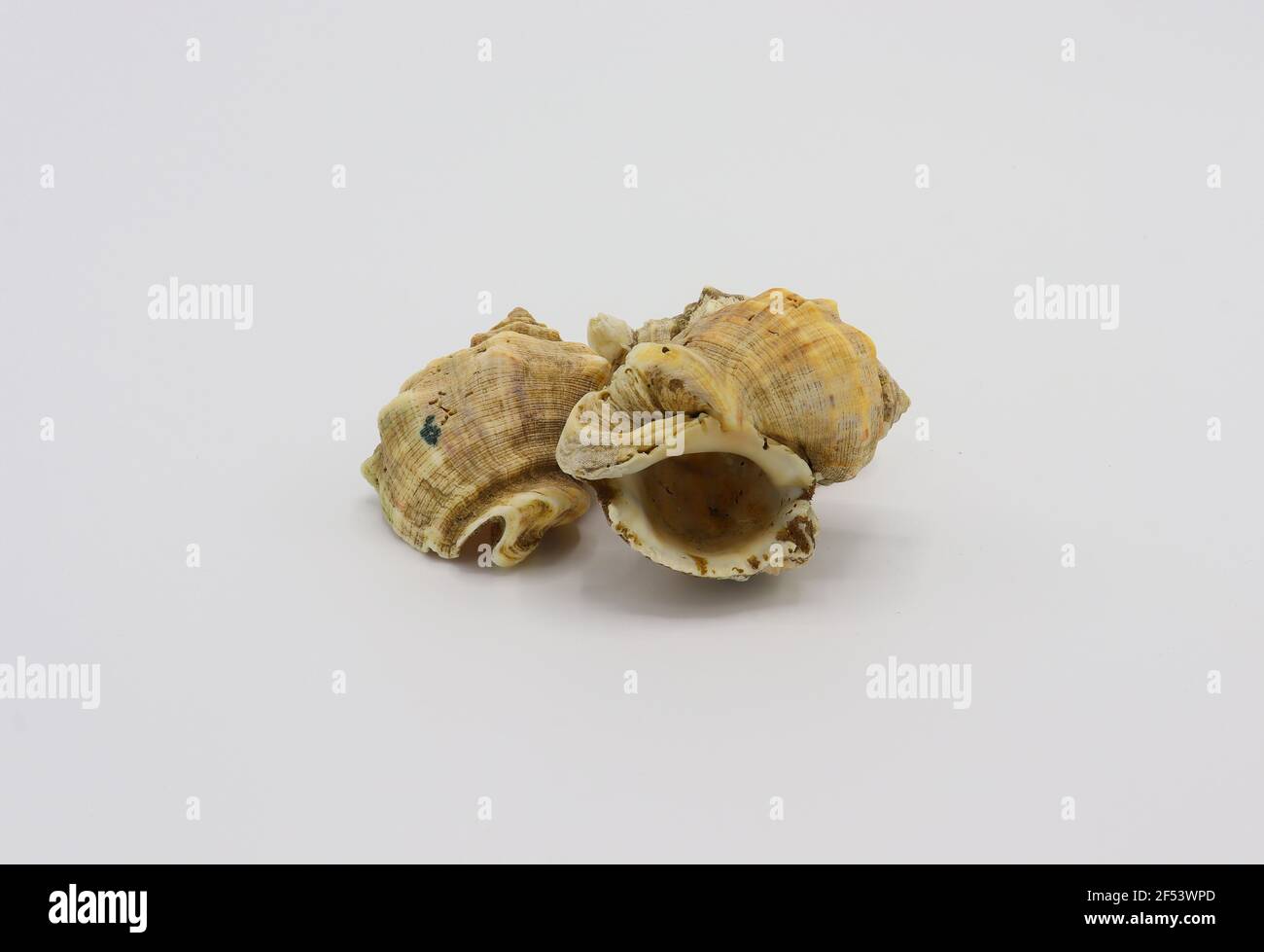 sea shells isolated on white background Stock Photo - Alamy