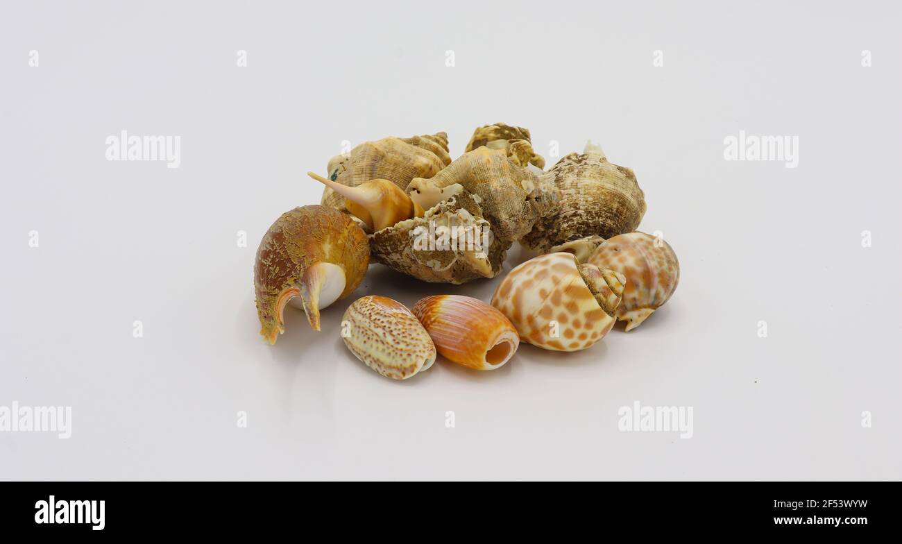 sea shells isolated on white background Stock Photo - Alamy