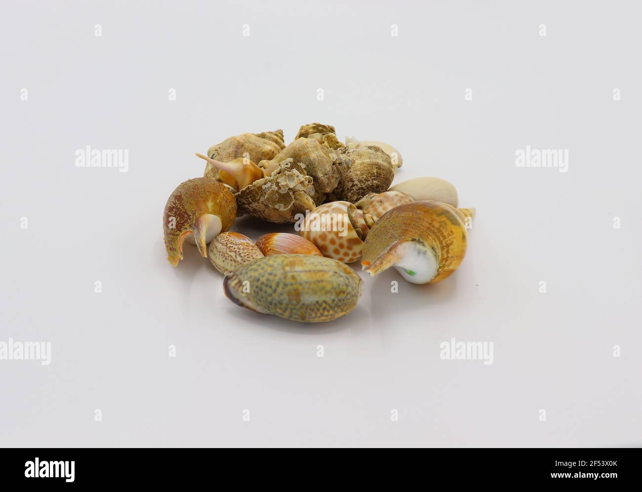 sea shells isolated on white background Stock Photo - Alamy