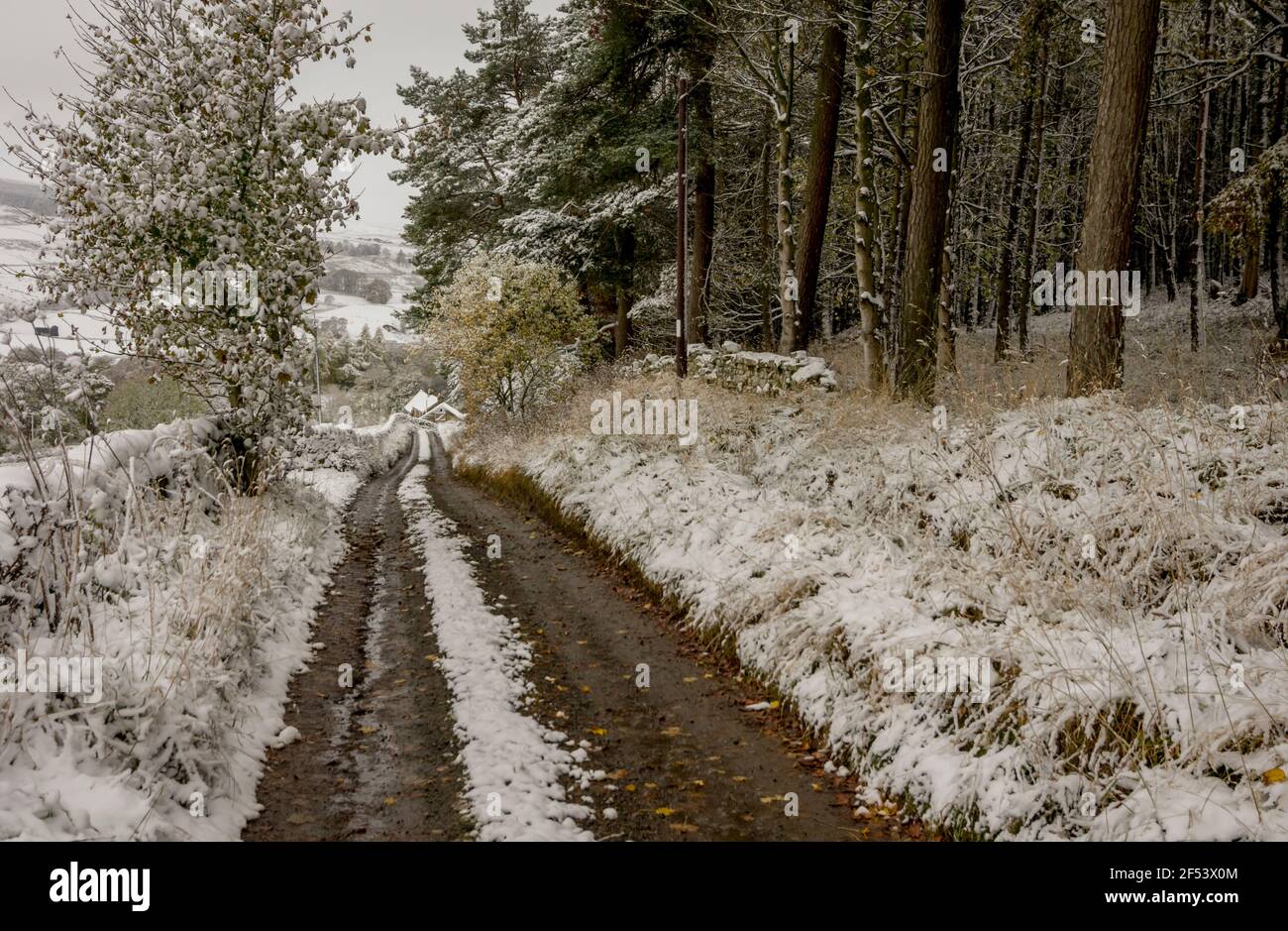 A rough, snowy lane running through woodland in Weardale, the North ...