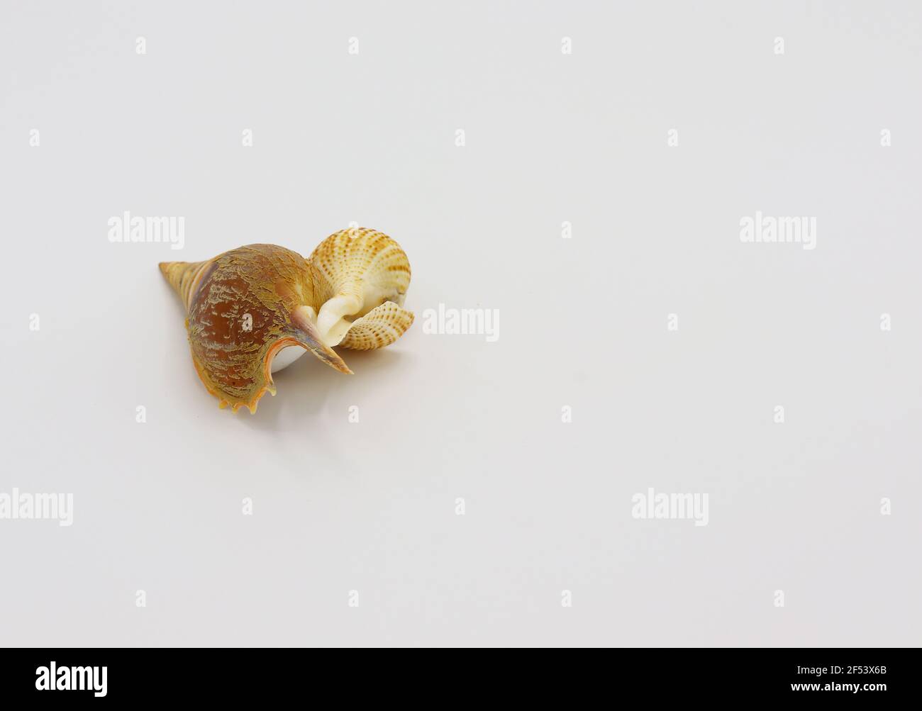 sea shells isolated on white background Stock Photo - Alamy