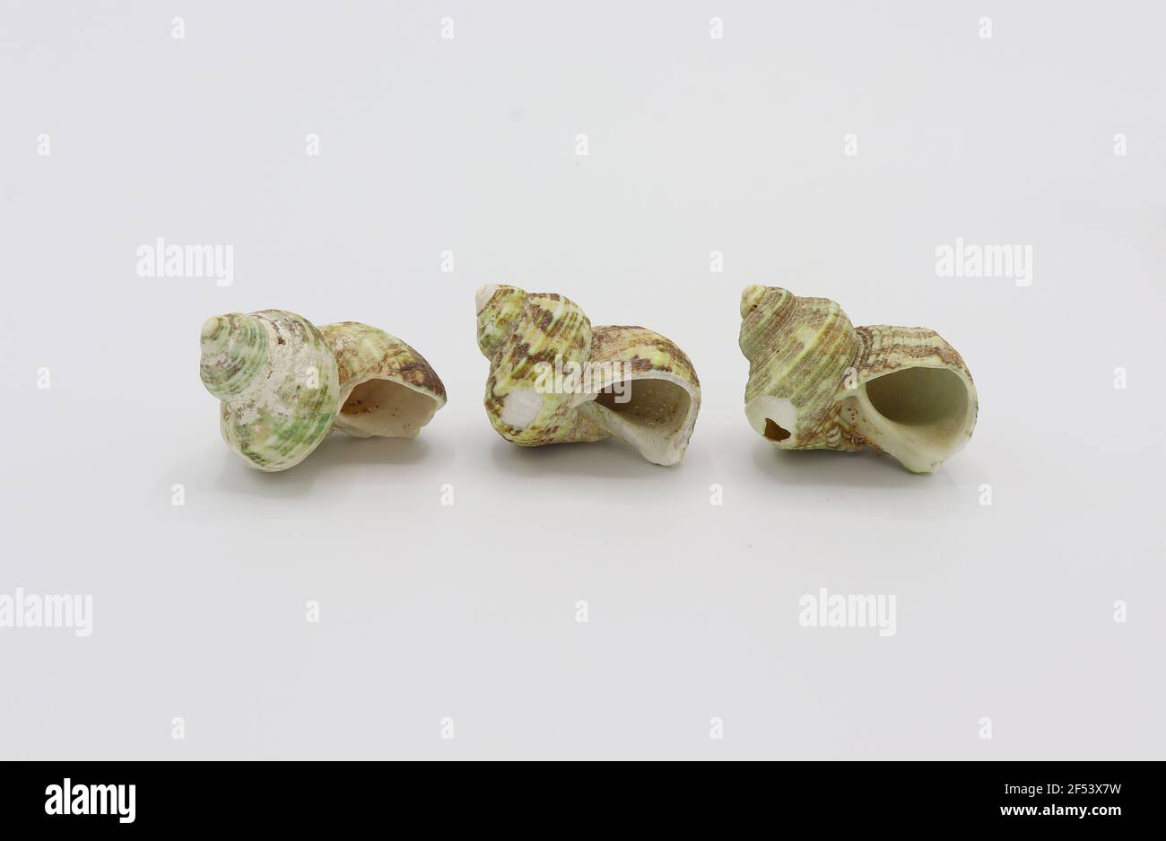 sea shells isolated on white background Stock Photo - Alamy