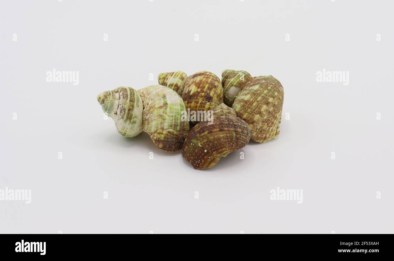 sea shells isolated on white background Stock Photo - Alamy