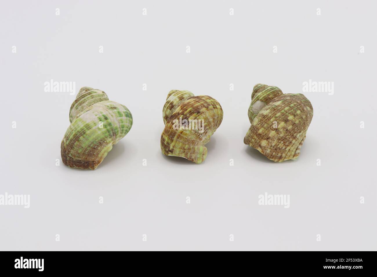 sea shells isolated on white background Stock Photo - Alamy