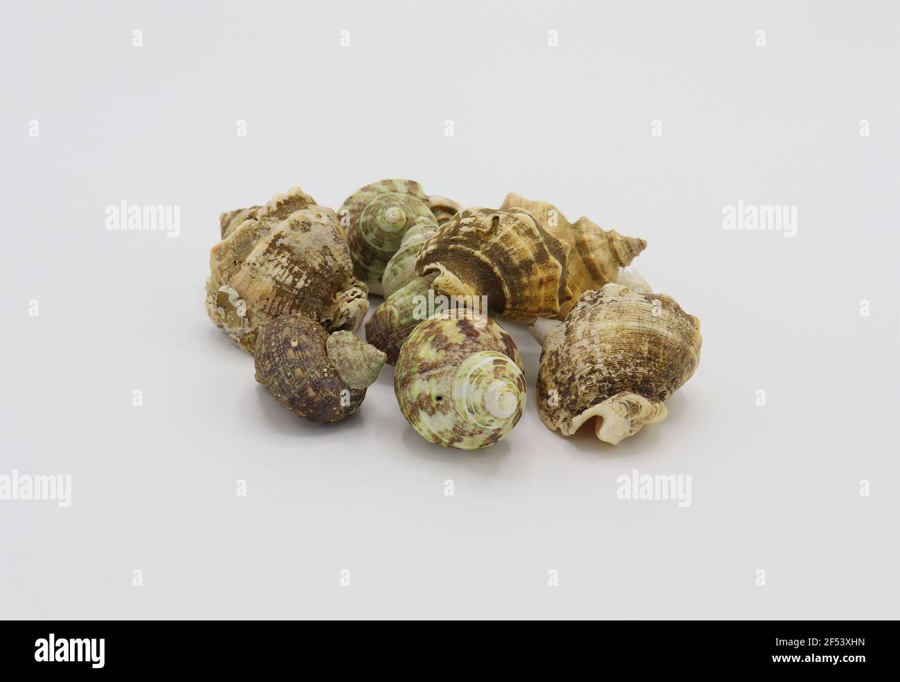 sea shells isolated on white background Stock Photo - Alamy