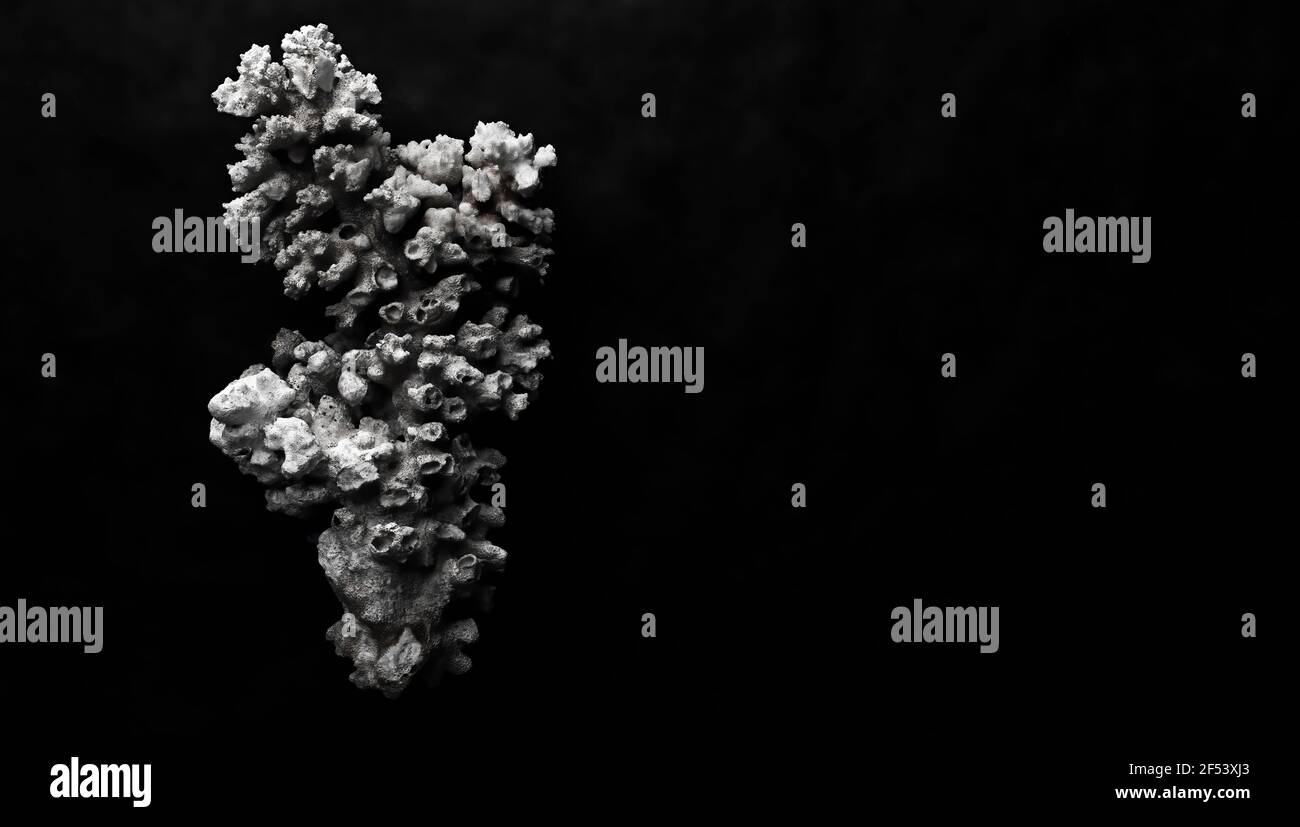 Dead coral hi-res stock photography and images - Alamy