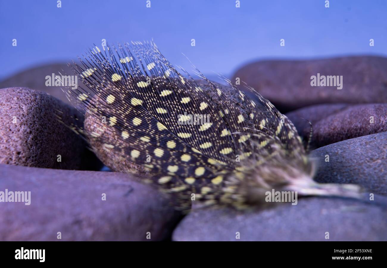 Feather stone scale hi-res stock photography and images - Alamy