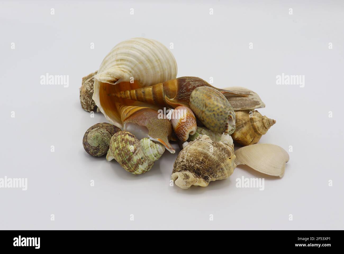 sea shells isolated on white background Stock Photo - Alamy