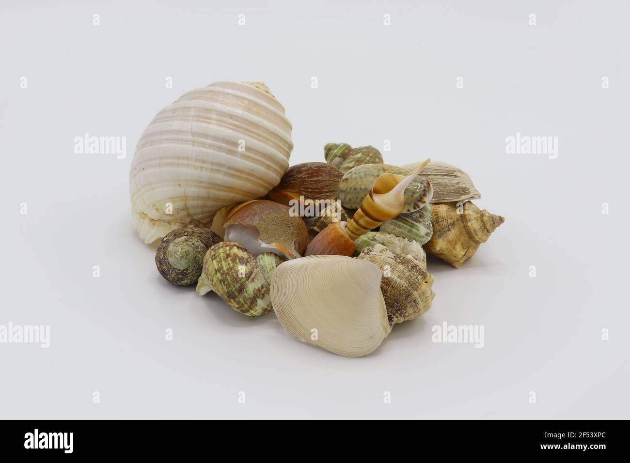sea shells isolated on white background Stock Photo - Alamy