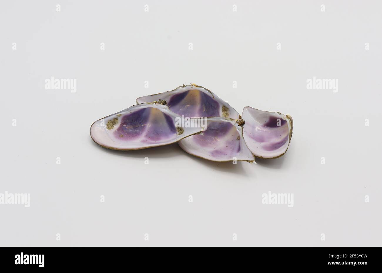 sea shells isolated on white background Stock Photo - Alamy