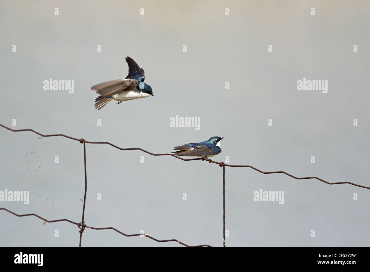 Tree Swallow - pair mating on wire fenceTachycineta bicolor Ontario ...