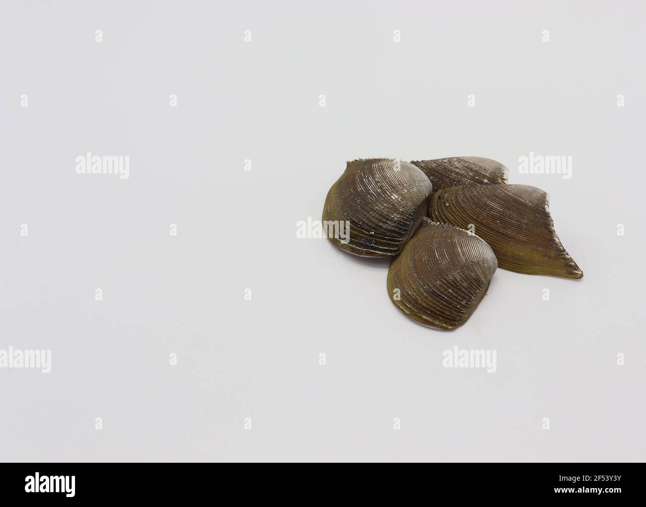 sea shells isolated on white background Stock Photo - Alamy