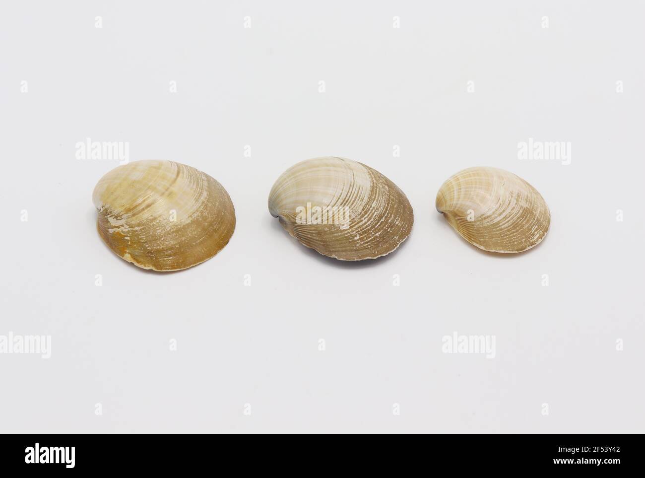 sea shells isolated on white background Stock Photo - Alamy