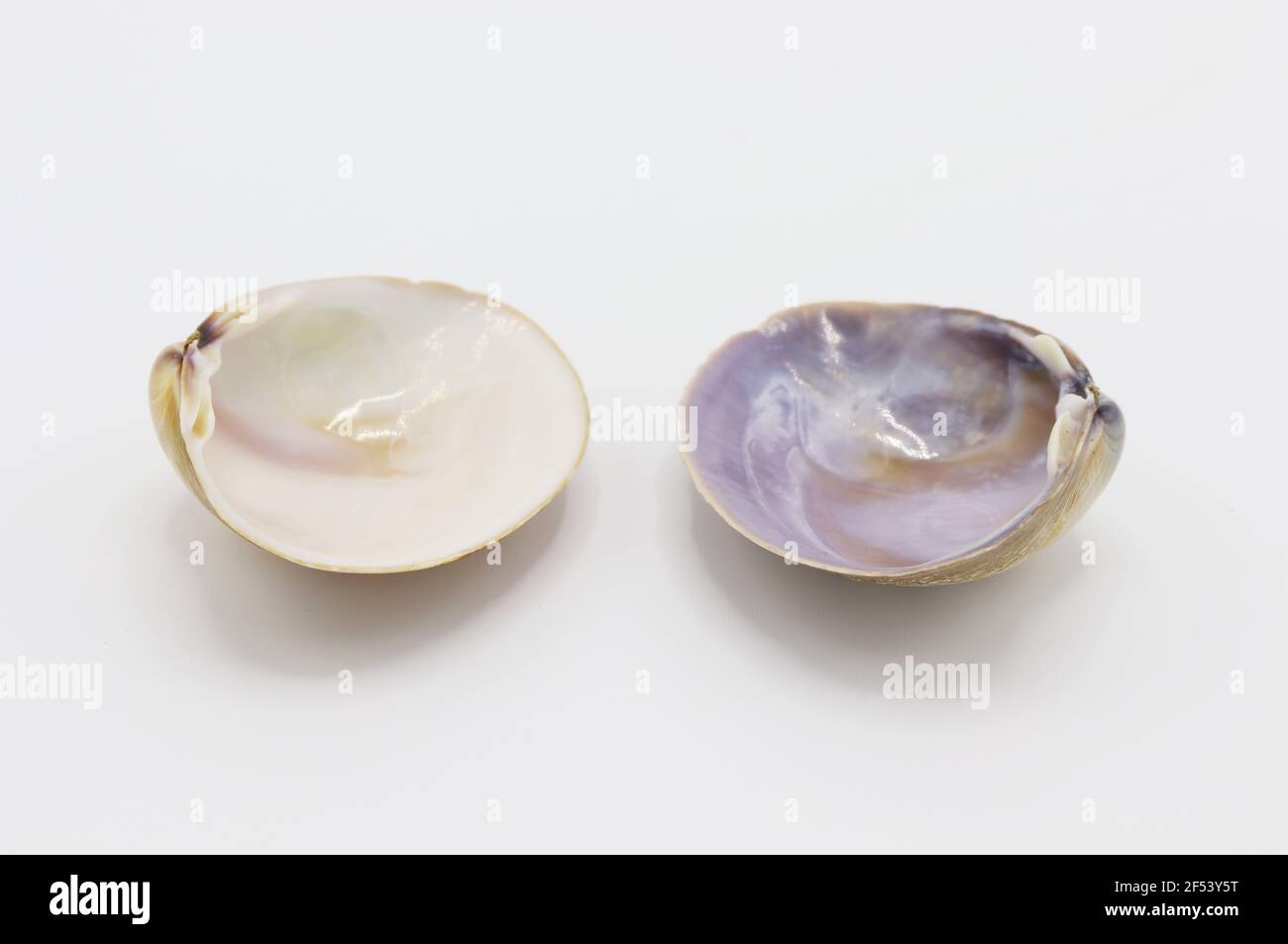 sea shells isolated on white background Stock Photo - Alamy