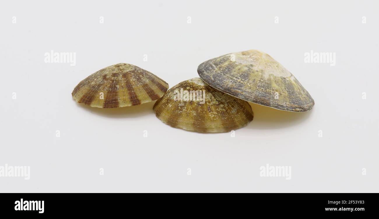 sea shells isolated on white background Stock Photo - Alamy