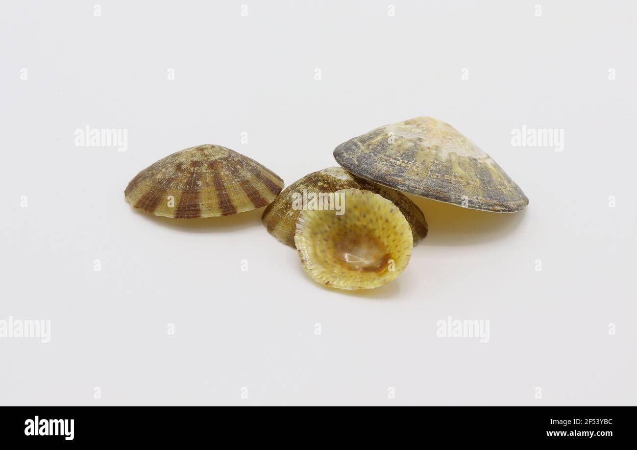 sea shells isolated on white background Stock Photo - Alamy