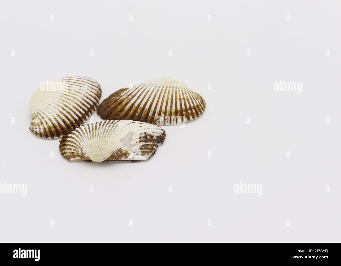 sea shells isolated on white background Stock Photo - Alamy