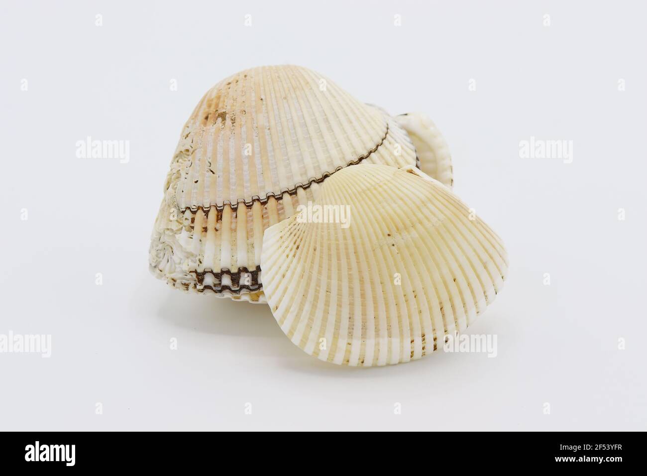 sea shells isolated on white background Stock Photo - Alamy