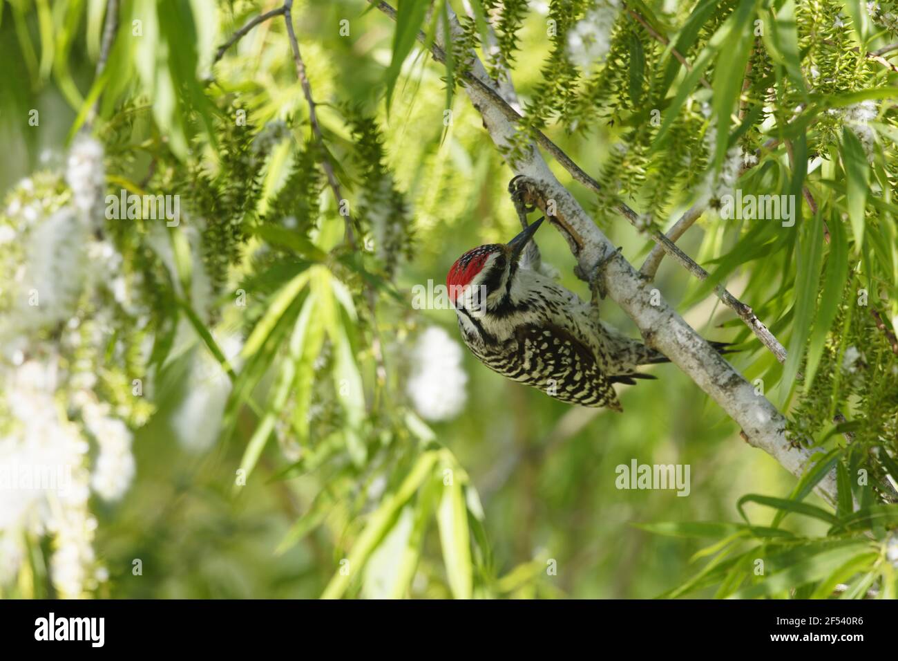 Texas gulf coast birds hi-res stock photography and images - Alamy
