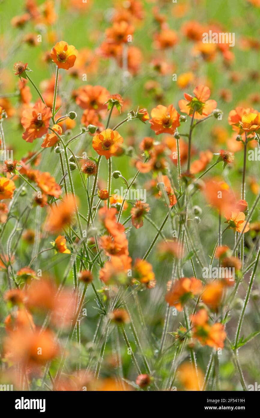Orange geum hi-res stock photography and images - Alamy