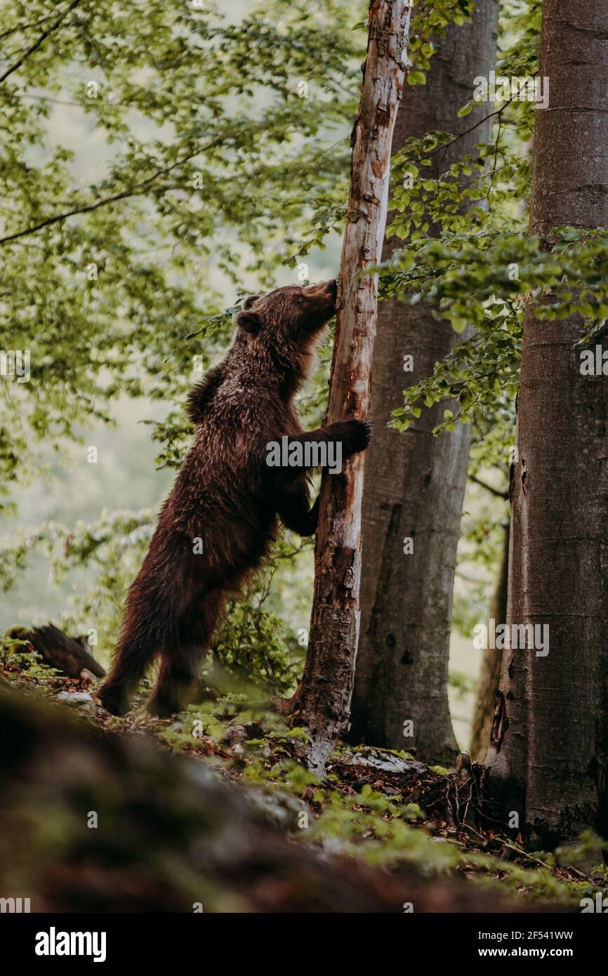 A brown bear stand on legs in the forest Stock Photo - Alamy