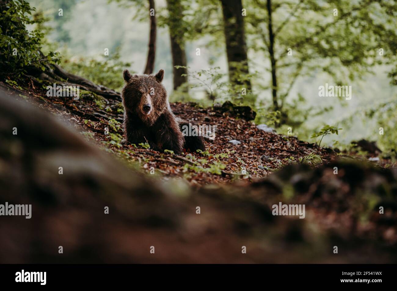 Brown bear on top of a hill in the woods Stock Photo - Alamy